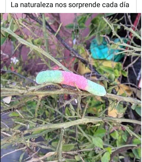 El rey gusanito, próximamente... - Meme subido por Bite_Skull_Studios ...