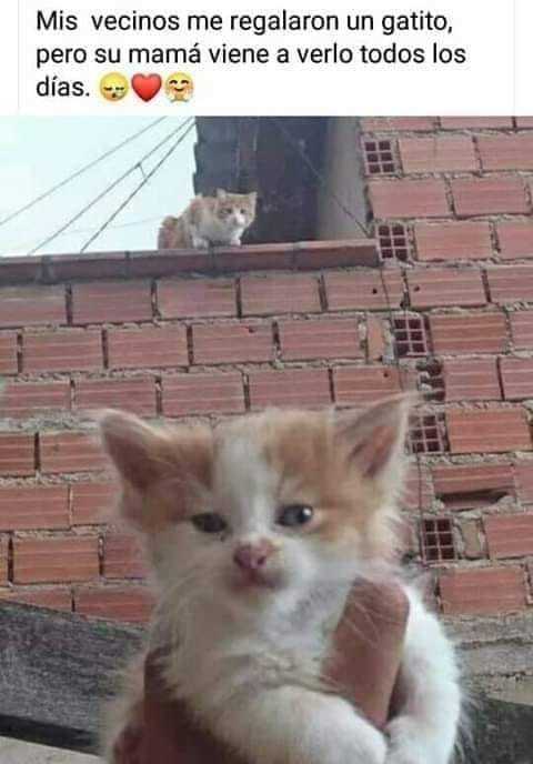 mama michi - Meme subido por emperadortemplario_ :) Memedroid