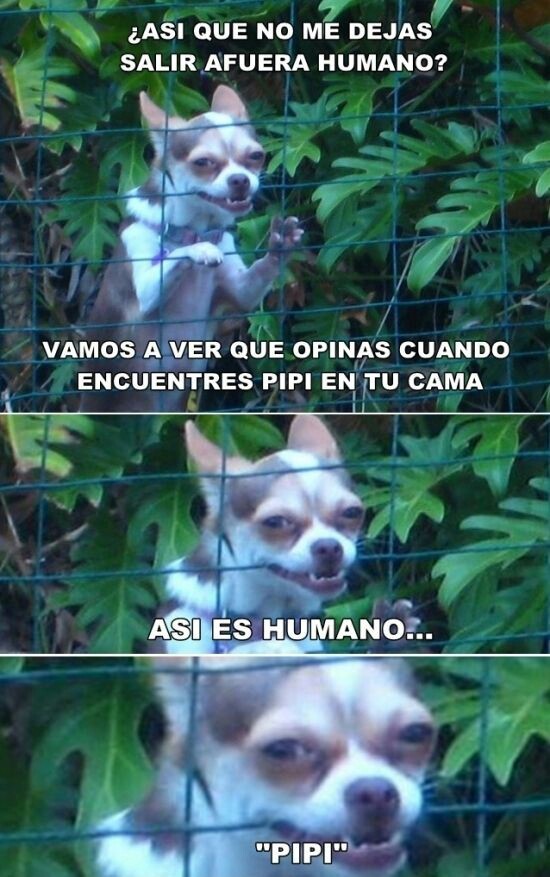 Pipi - Meme subido por trolly2345 :) Memedroid