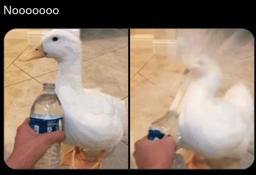 Pato - Meme subido por deleted_2bb44471b17 :) Memedroid