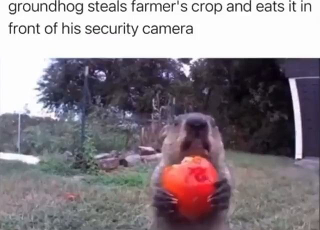 Hilarious Groundhog Day Meme Compilation For February 2nd, Again - The ...