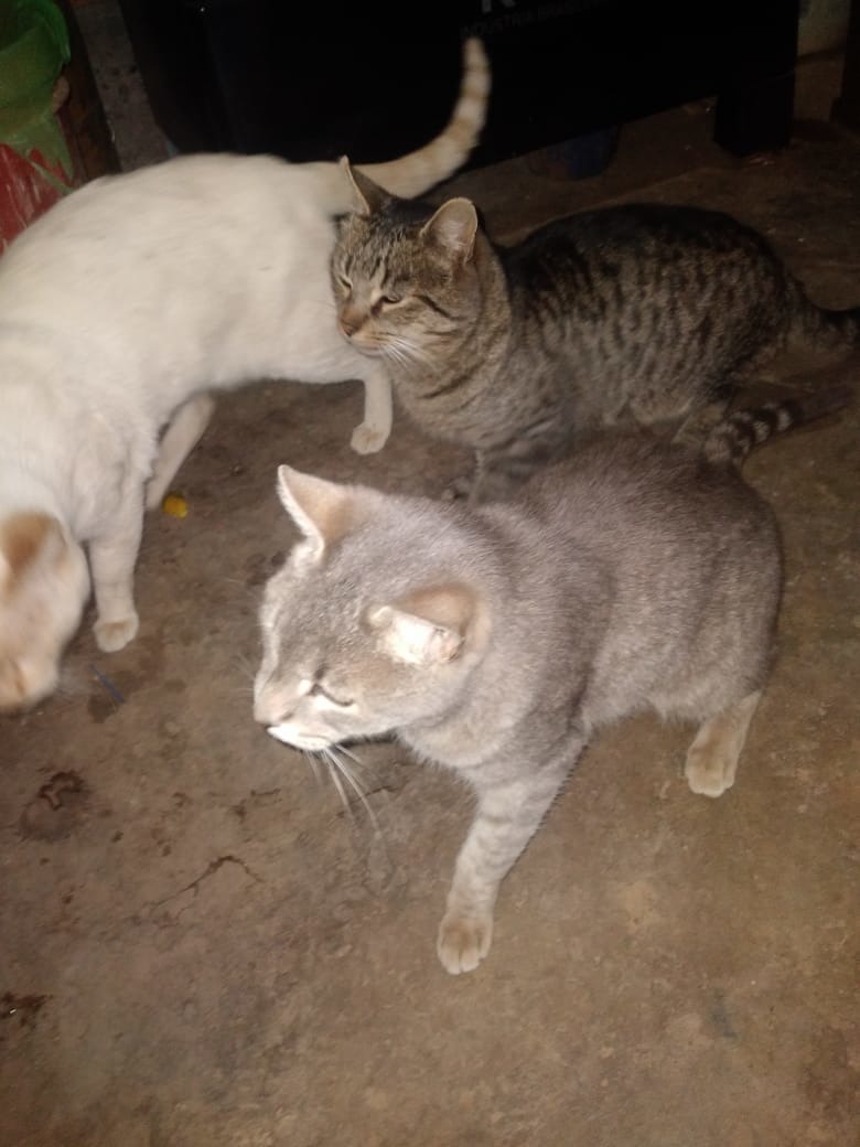 Los Últimos Memes :) Memedroid