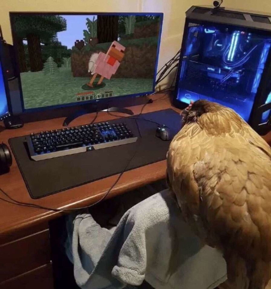 Últimos memes :) Memedroid