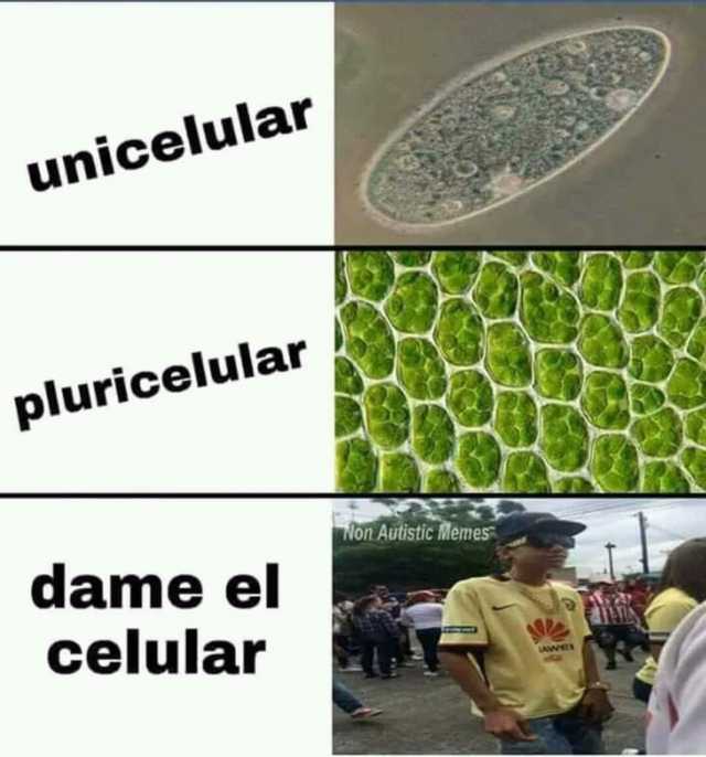 Celula - Meme subido por Juanfelipe8624 :) Memedroid