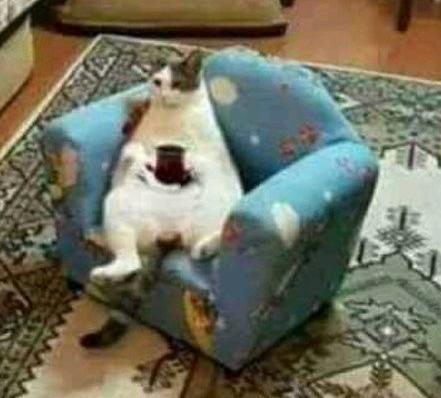 Top Memes de Gatos en Español – Memedroid