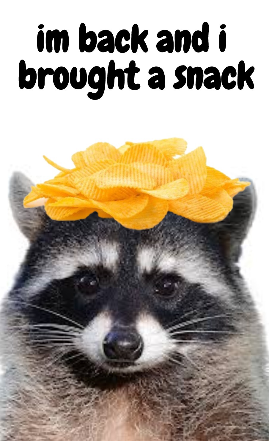 The best raccoon memes :) Memedroid