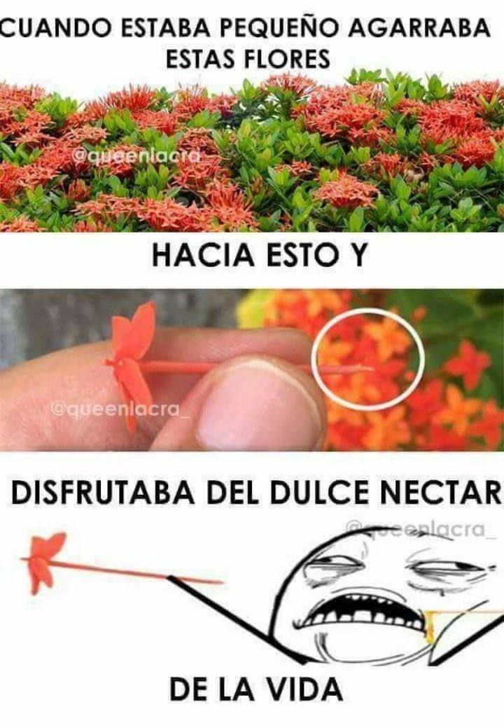 Últimos memes :) Memedroid