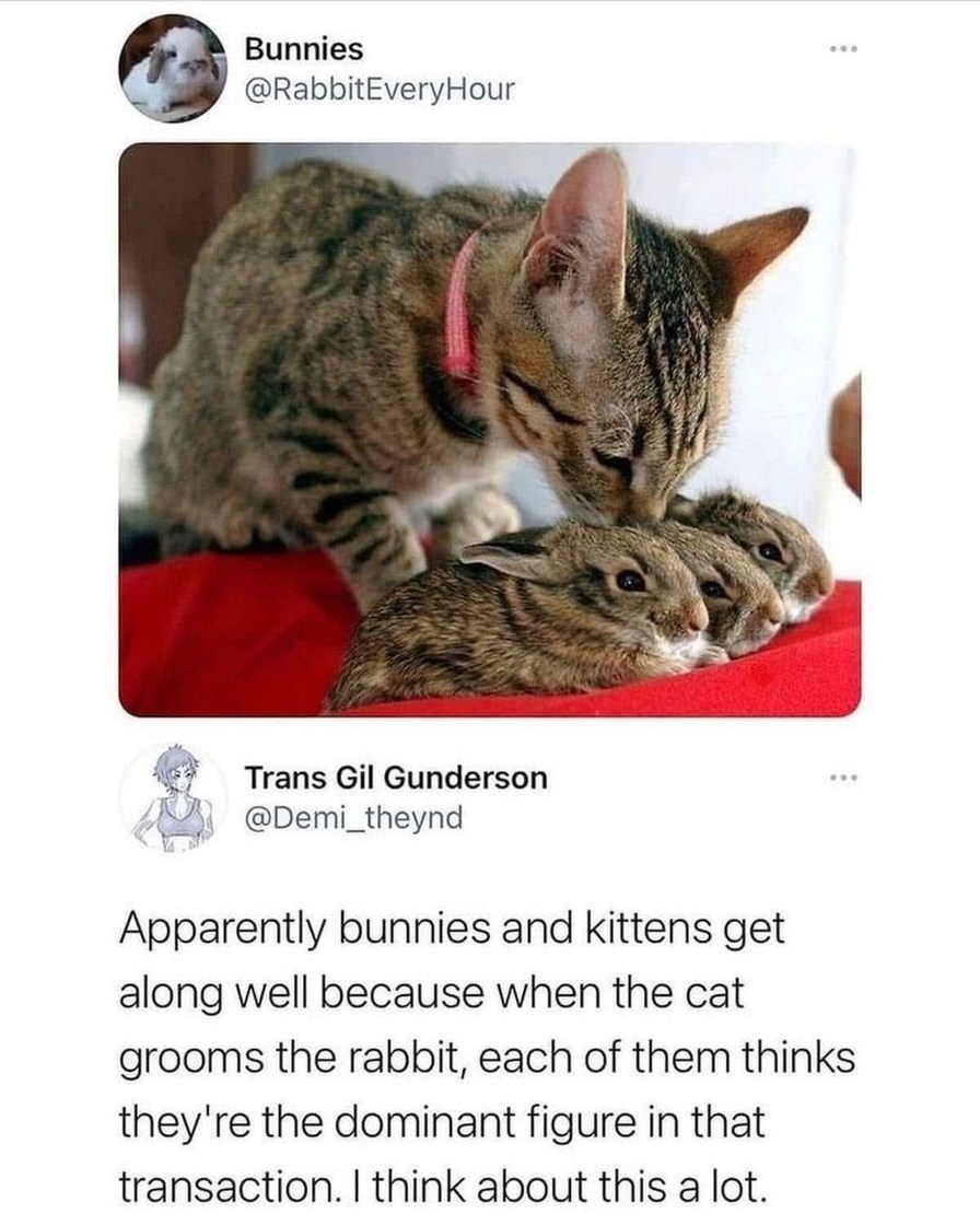 The best Rabbit memes :) Memedroid