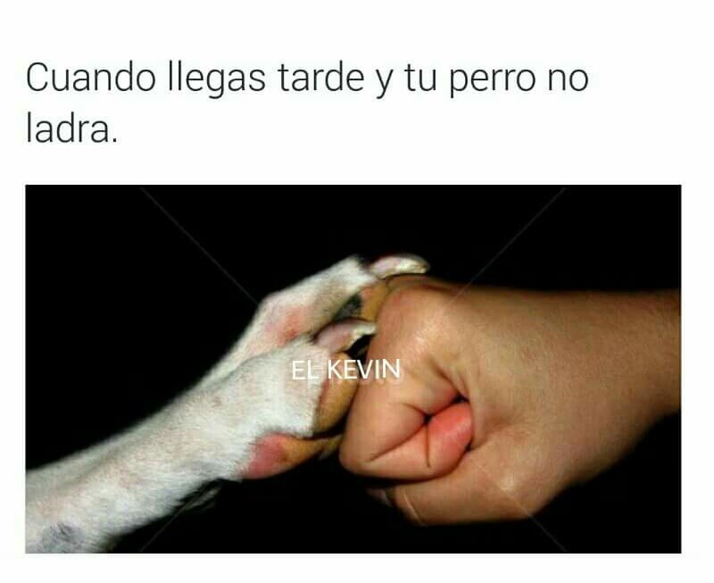 Dog - Meme subido por putalawea_ctmx2 :) Memedroid