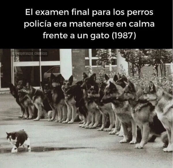 Los Últimos Memes :) Memedroid