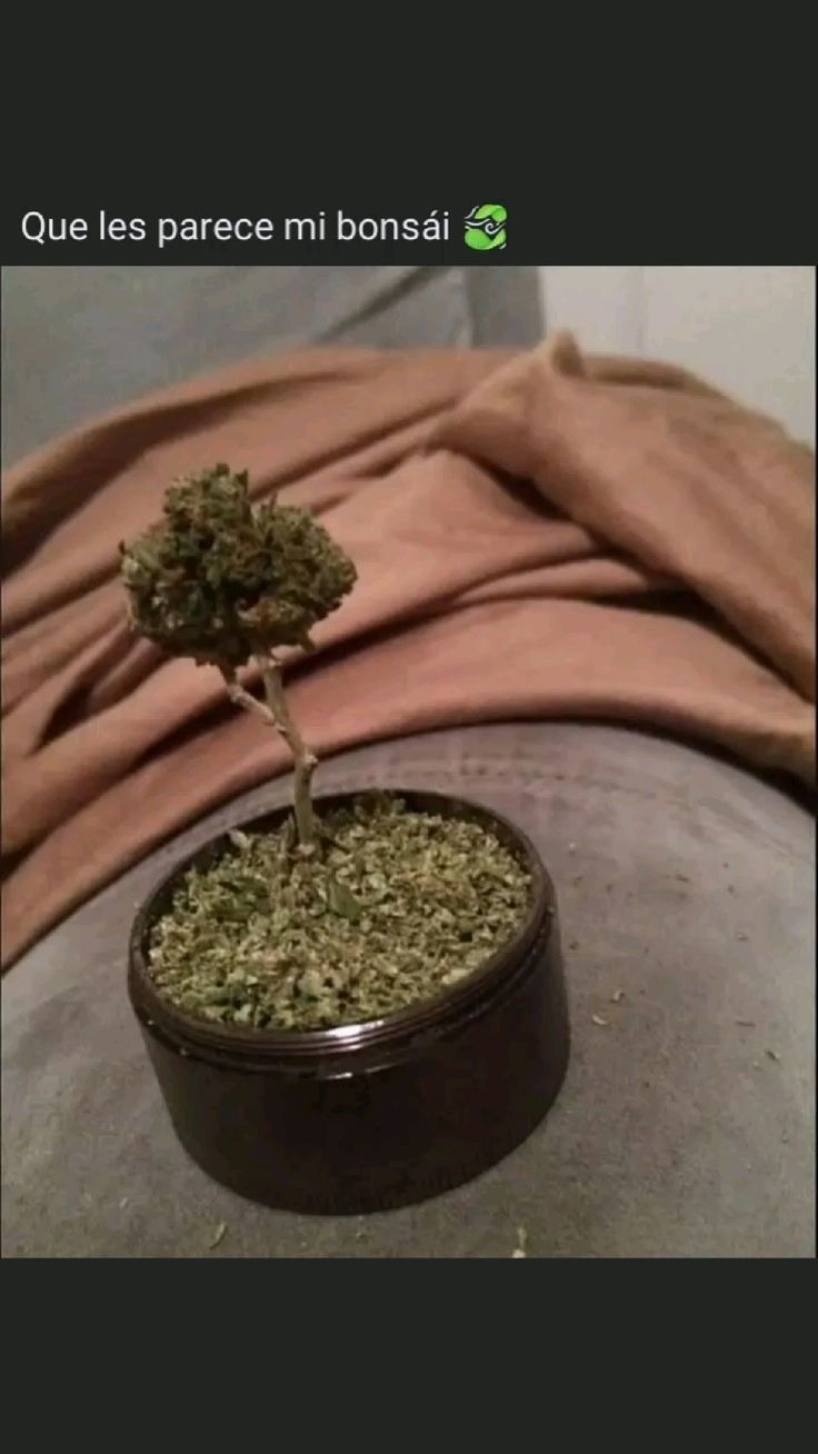 Los Últimos Memes :) Memedroid