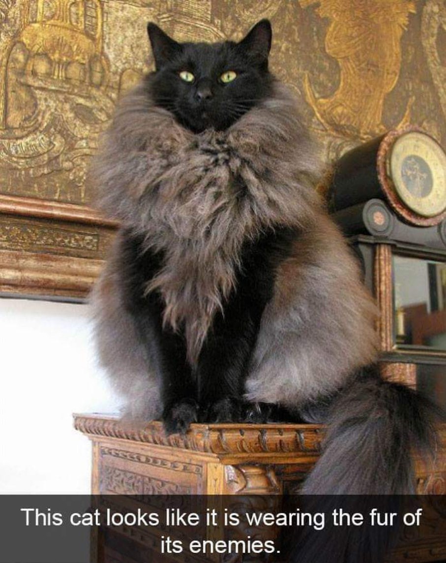 floof - Meme subido por PennyLswafford :) Memedroid