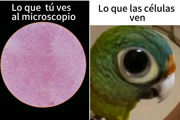 Los mejores memes del día en español :) Memedroid