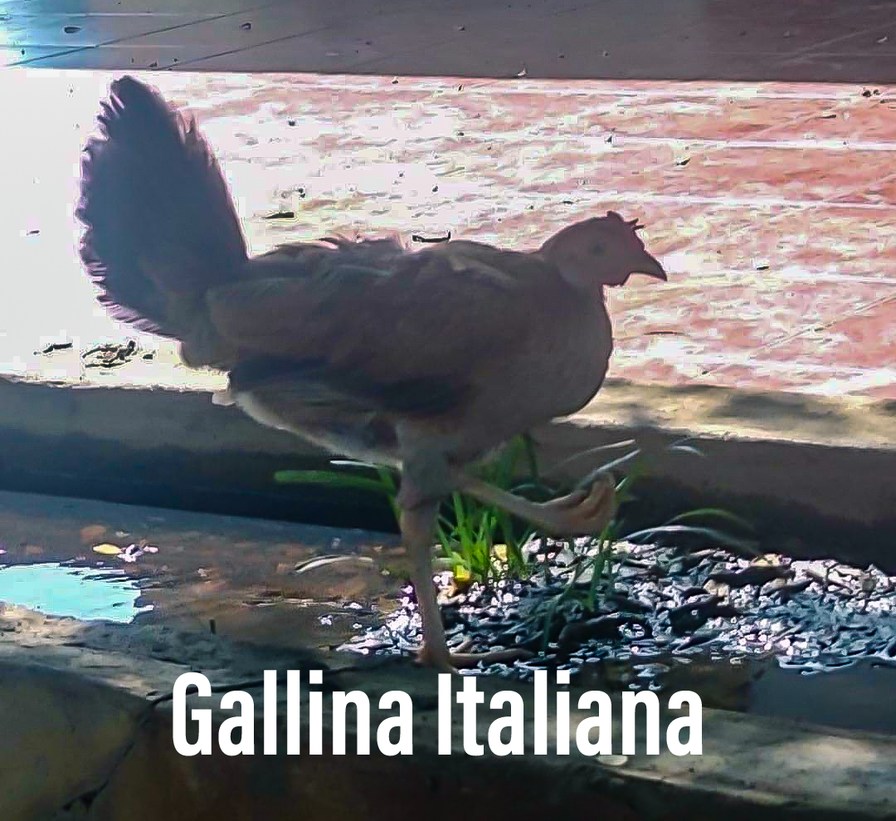 Gallina Italiana - Meme subido por Kaleno87 :) Memedroid