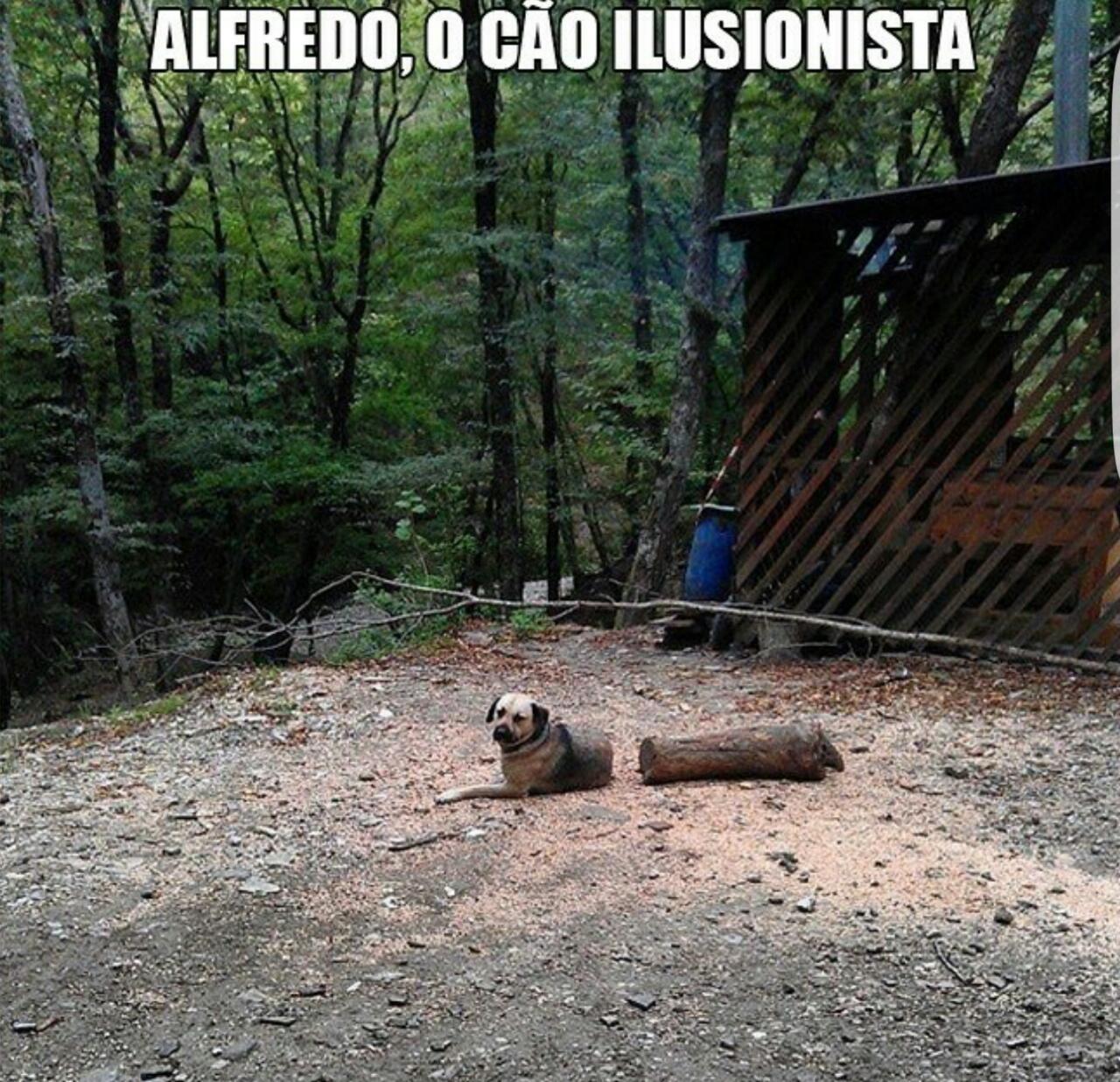 Dog malandro - Meme by gugumandrak :) Memedroid