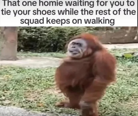 The best Monkey memes :) Memedroid