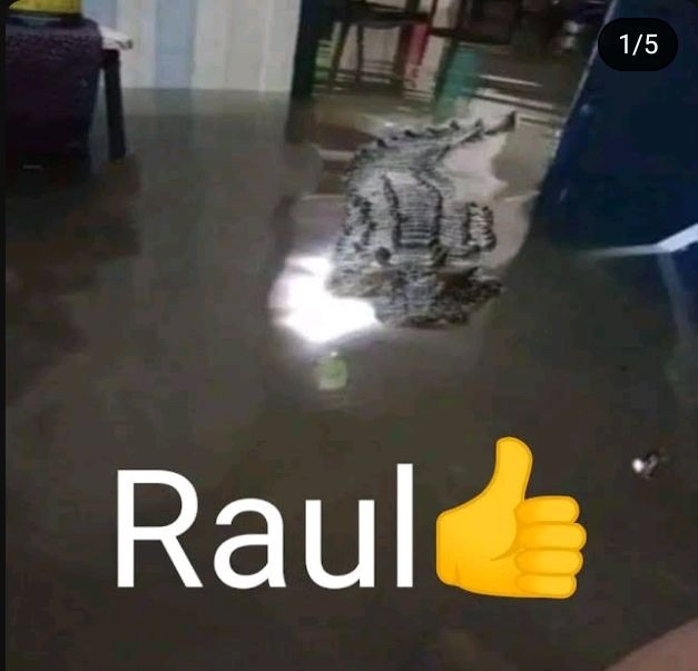 Últimos memes :) Memedroid