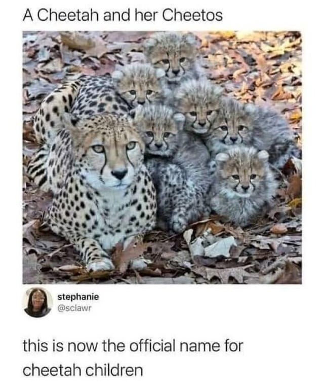 The best Cheetah memes :) Memedroid