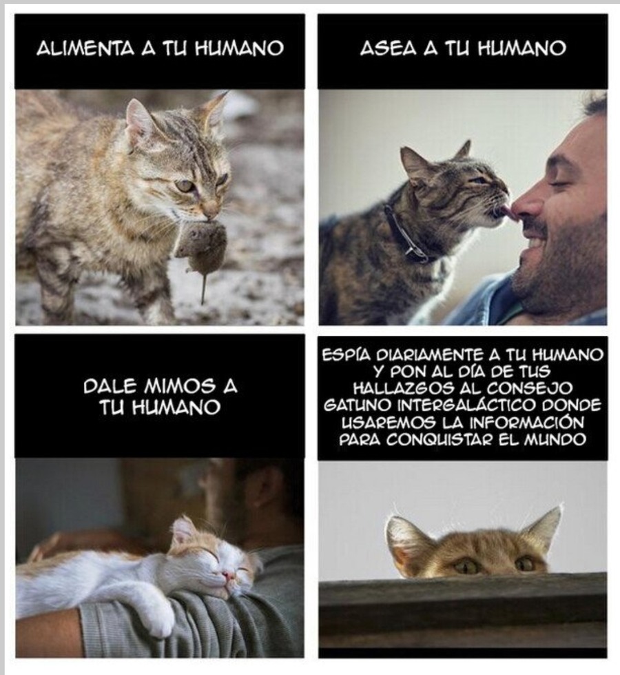 Momentos Purrrr - Meme subido por caradecaca :) Memedroid