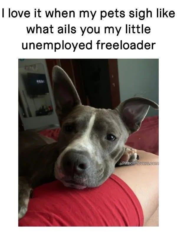 The best Sigh memes :) Memedroid