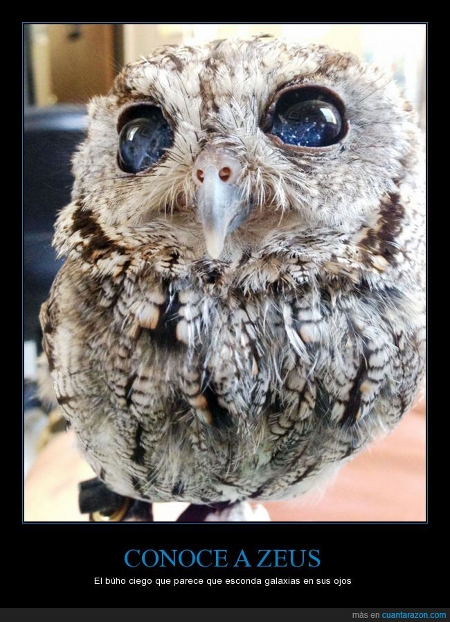 Zeus - Meme by Gonza.grh :) Memedroid