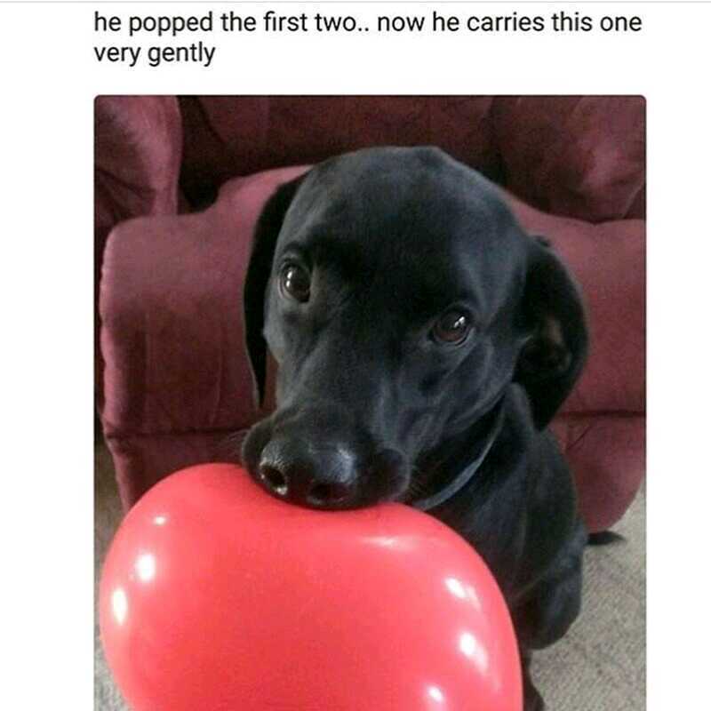 A Good and Gentle Boy - Meme by SuperIlluminati :) Memedroid