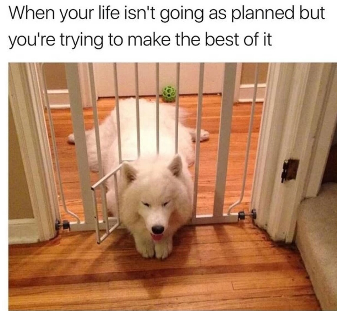 Doggo does stuck - Meme by boahancock :) Memedroid