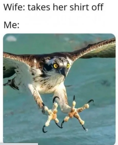 The best Falcon memes :) Memedroid