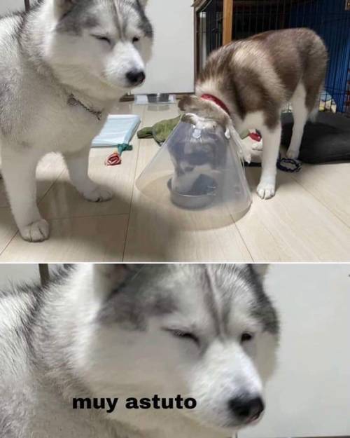 Muy astuto - Meme by Pipecore777 :) Memedroid