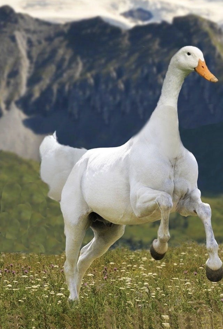 faithful steed - Meme by b3egboi :) Memedroid