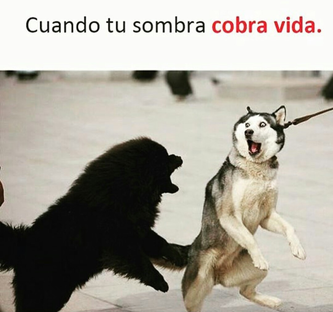 Tu sombra - Meme subido por jake.nico.long :) Memedroid