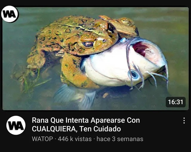 Top memes de Rana en español :) Memedroid