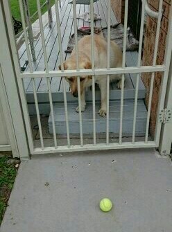 Sad jail doggo - Meme by McGoblet :) Memedroid