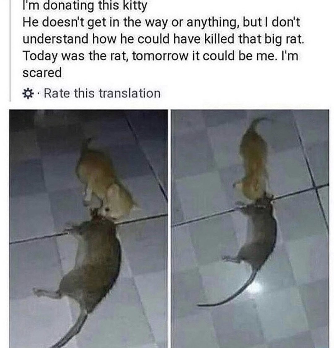 Le Big rat - Meme subido por DrinkBeer :) Memedroid