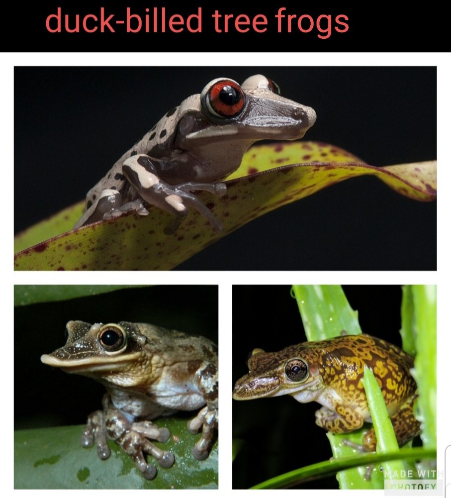 I present to you... - Meme by Cliffy_99 :) Memedroid