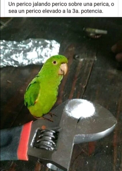 Fotos De Pericos Memes Hilarious Bird Memes