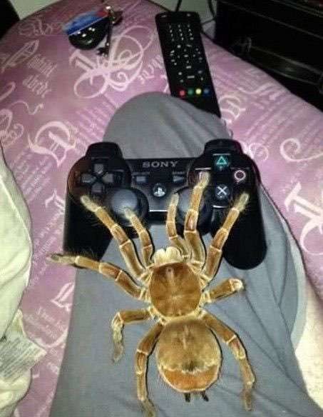 Tarantula jugando al play - Meme subido por Favorite_Dream :) Memedroid