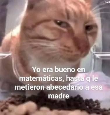 Top Memes de Gatos en Español – Memedroid