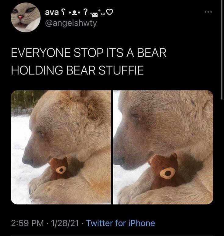 Funny Bear Memes The Best Bear Memes :) Memedroid