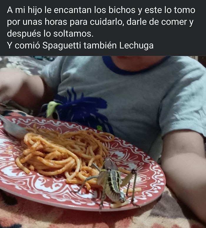 Top memes de Insectos en español :) Memedroid
