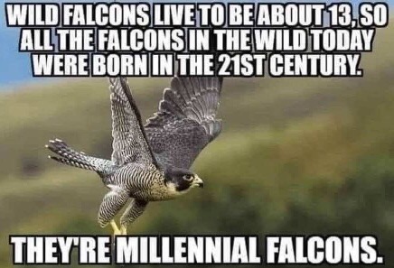 Peregine Falcon Memes