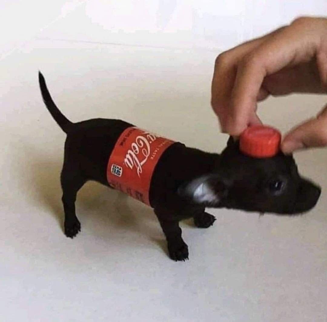 Perrito coca - Meme subido por Machibe :) Memedroid
