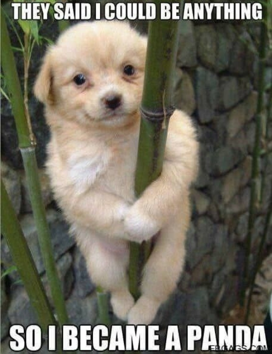 Latest memes / New memes :) Memedroid