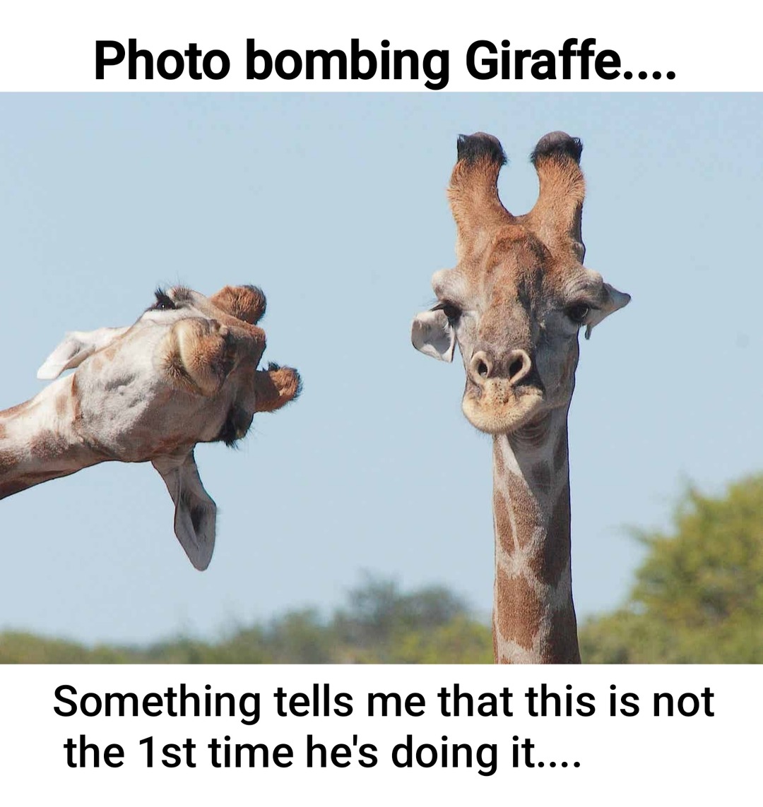 The best Giraffe memes :) Memedroid