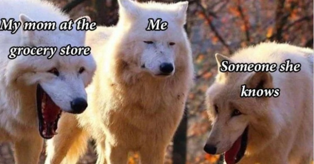 The best Wolf memes :) Memedroid