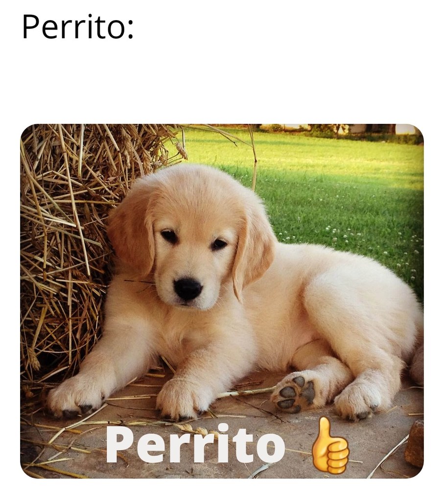 Perrito - Meme subido por Cheems_Rich :) Memedroid