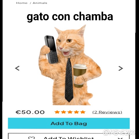 Top Memes de Gatos en Español – Memedroid