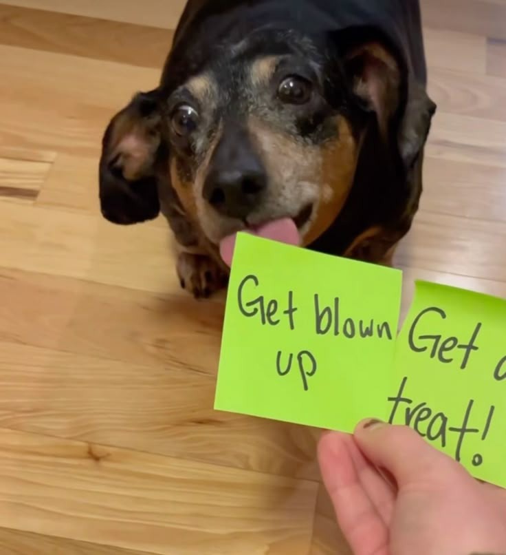 The best Treat memes :) Memedroid