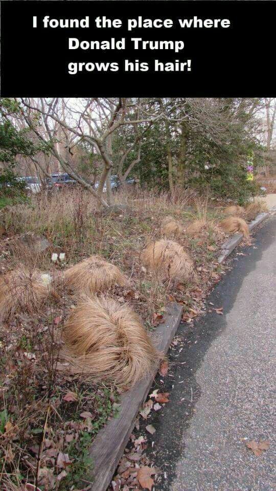 The truth of Donald - Meme subido por shadowzone :) Memedroid