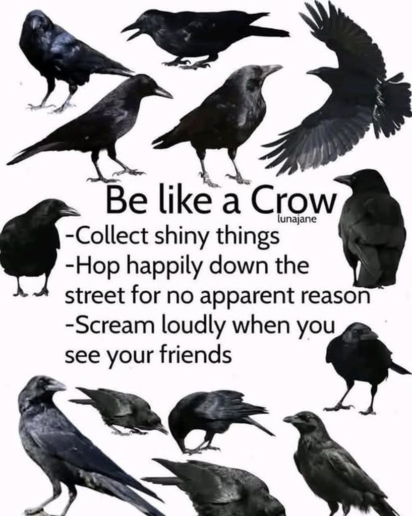The best Crow memes :) Memedroid